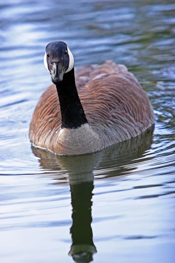 A Funny Goose stock image. Image of goose, animals, canadian - 1181395