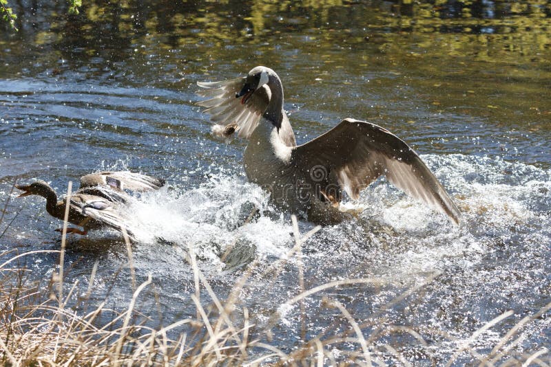 Goose Attacking Protecting Nest Stock Image - Image of feathers, canada ...