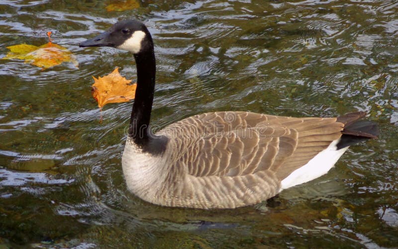 Canada Goose with Autumn Leaves Stock Image - Image of geese, canada ...