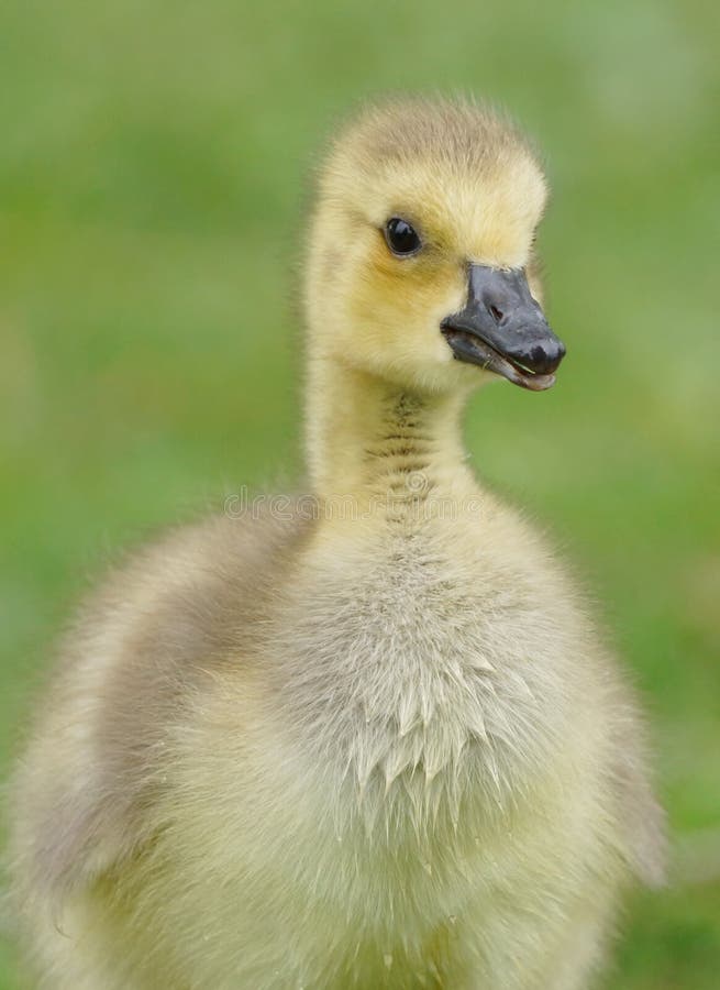 Canada Goose Baby in Spring - Branta Canadensis Stock Image - Image of ...