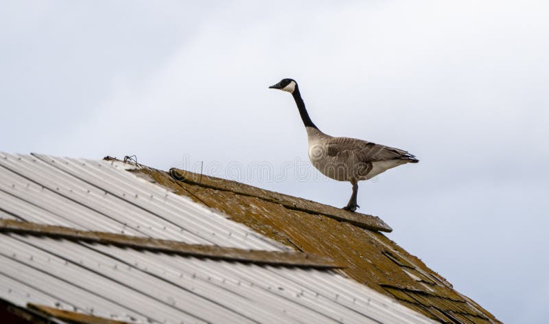Goose in the Barn stock photo. Image of cage, poultry - 34486956