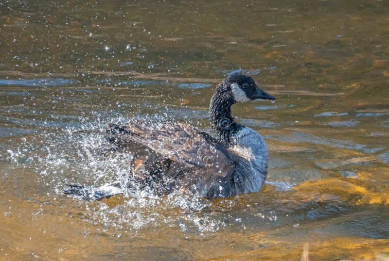 Canada Goose Bathing Shallow Water Stock Photos - Free & Royalty-Free ...