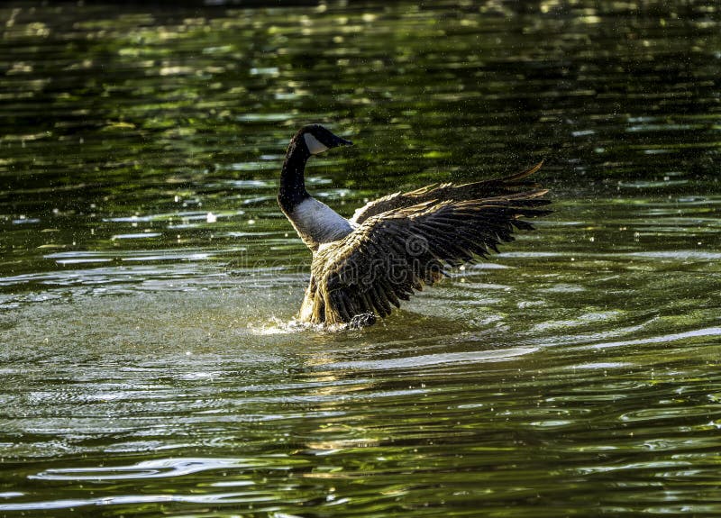 Canada Goose Beating Its Wings Over Reflective Water Stock Photo ...