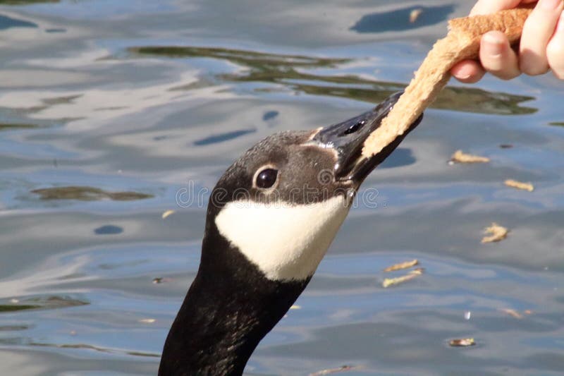 Canada Goose Being Hand Fed Stock Image - Image of hand, shorebird ...