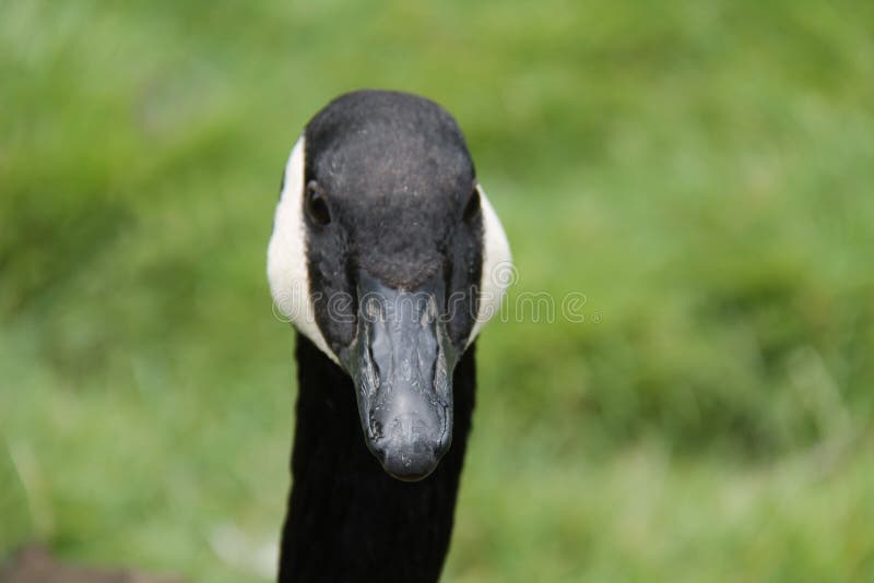 Canada Goose Bird. stock photo. Image of geese, nature - 228013622