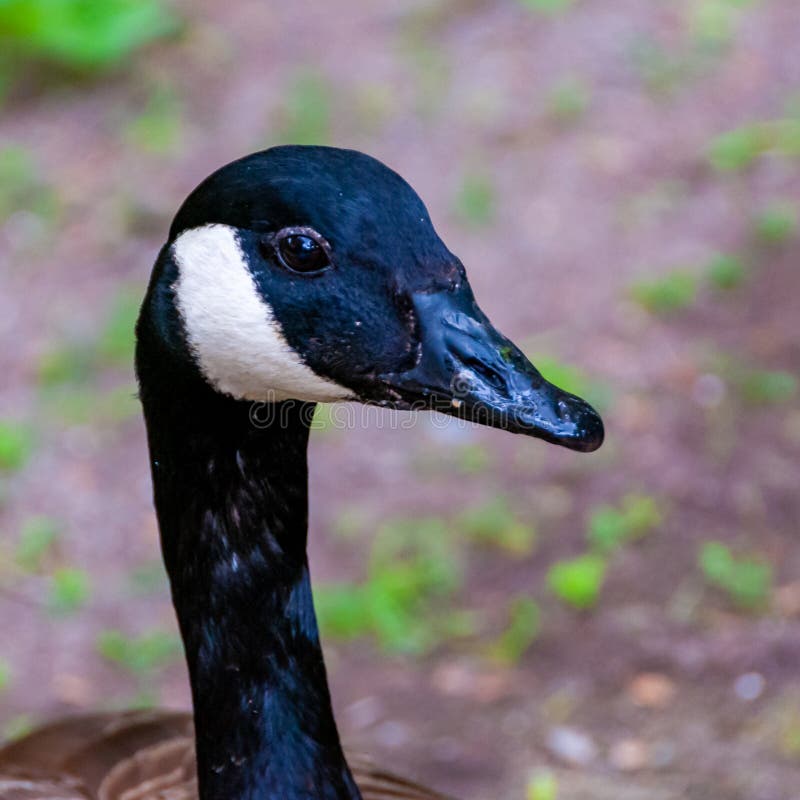 The Canada Goose (Branta Canadensis), Close-up of the Head of a Goose ...