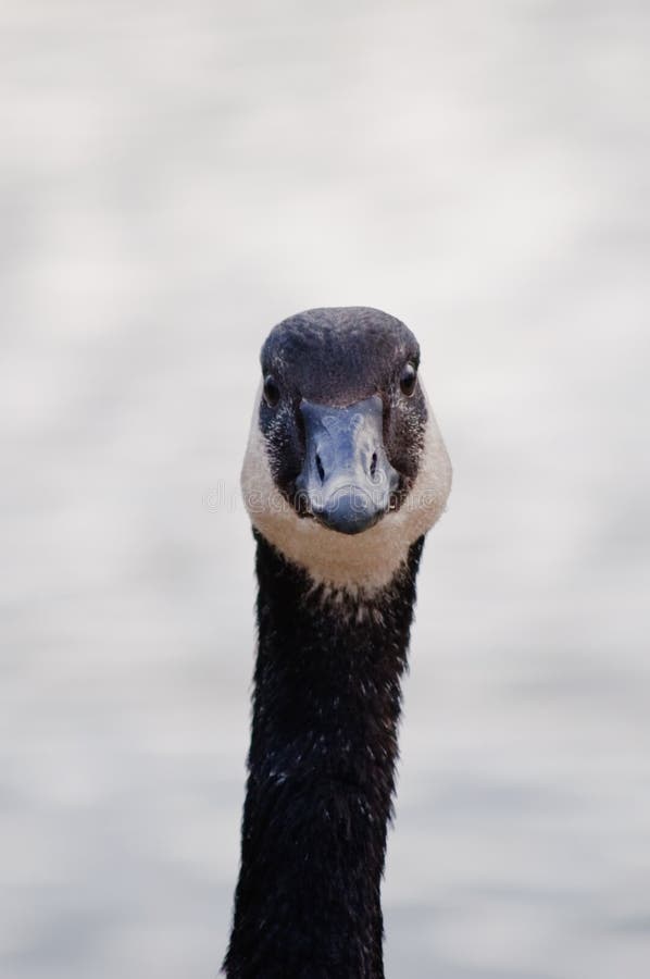Canada Goose - Branta Canadensis Stock Photo - Image of branta, beak ...