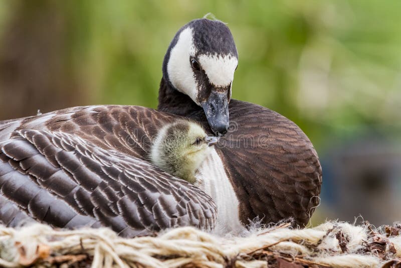 Canada Goose, Branta Canadensis Stock Photo - Image of bird, goose ...