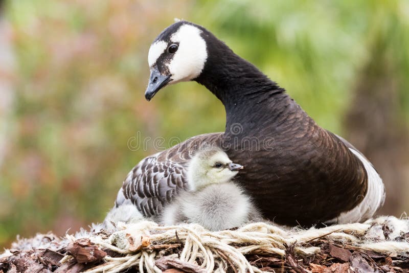 Canada Goose, Branta Canadensis Stock Image - Image of water, species ...
