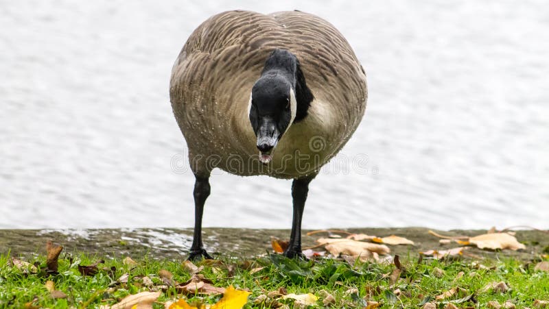 Goose Front View Stock Images - Download 243 Royalty Free Photos