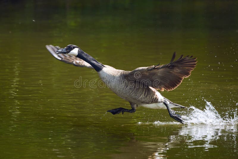 Canada Goose Branta Canadensis Taking Off from River Stock Photo ...
