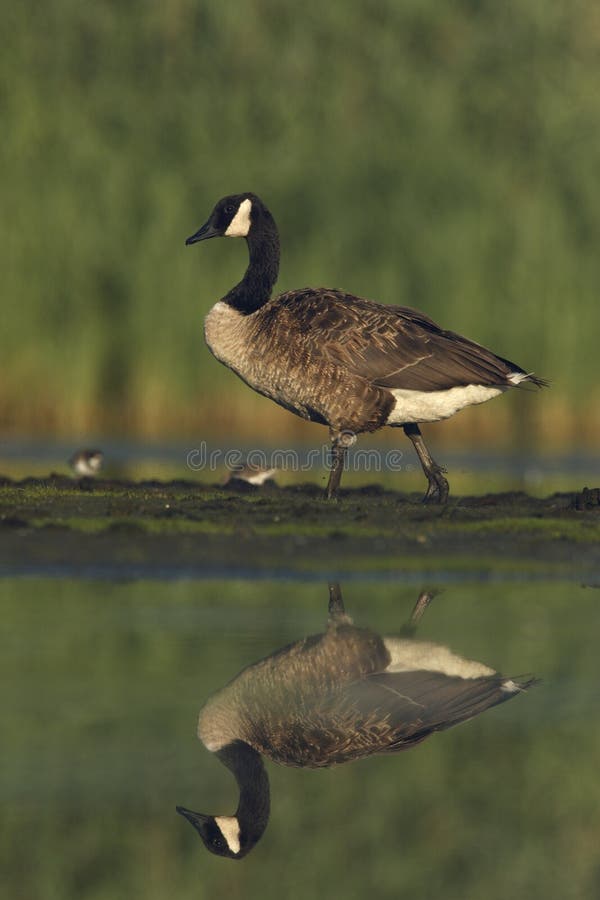 Canada Goose, Branta Canadensis Stock Photo - Image of goose, britain ...