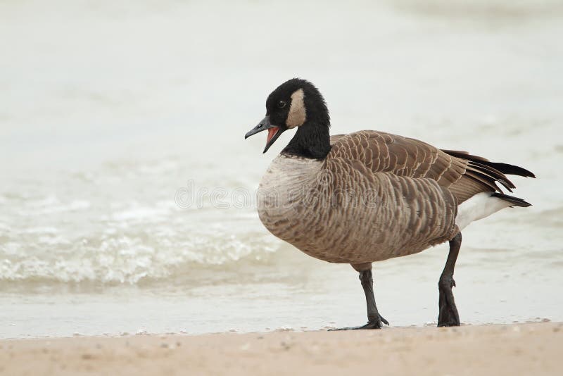 Canada Goose Calling on a Beach Stock Photo - Image of north, lake ...