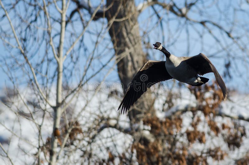 Canada Goose Calling while Frying Past the Snowy Winter Trees Stock ...