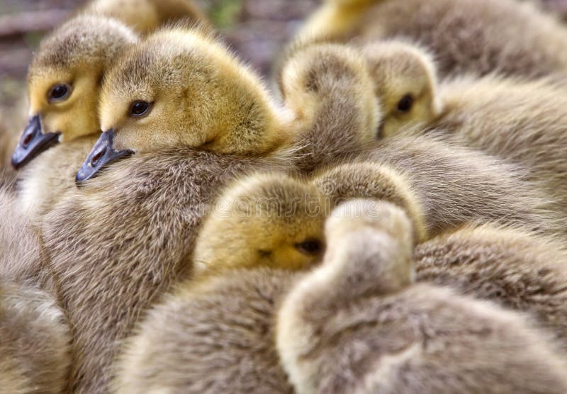 Canada Goose Chicks stock image. Image of cute, water - 14698609