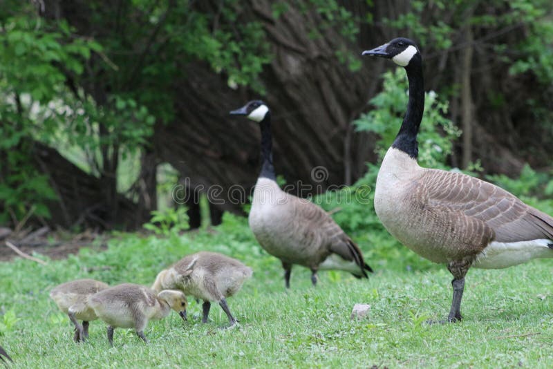 Canada goose with chicks stock image. Image of fowl - 117416431
