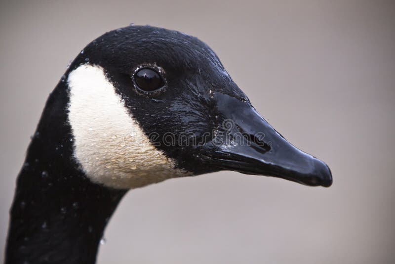 Canadian Goose Portrait stock photo. Image of birds, goslings - 45183484