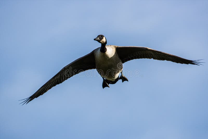 Canada Goose Coming into Land Against the Blue Sky Stock Photo - Image ...