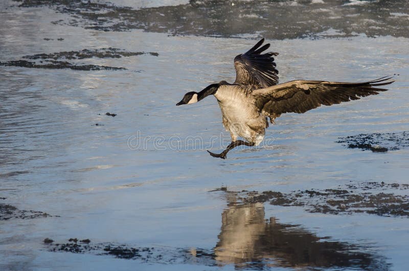 Canada Goose Coming in for a Landing on the Cold Slushy Water Stock ...