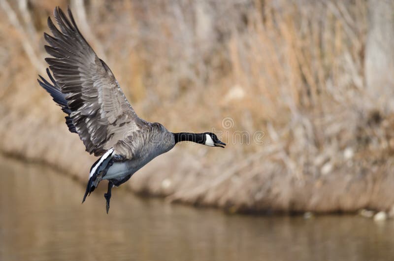 Canada Goose Coming in for a Landing Stock Image - Image of canada ...