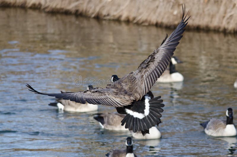 Canada Goose Coming in for a Landing Stock Image - Image of black ...