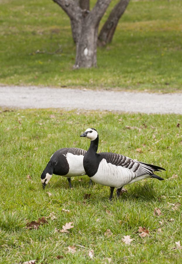 Canada Goose stock photo. Image of bird, goose, couple - 52922232