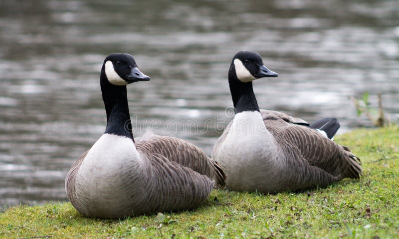 Resting Goose Couple stock photo. Image of nature, animalia - 63898282