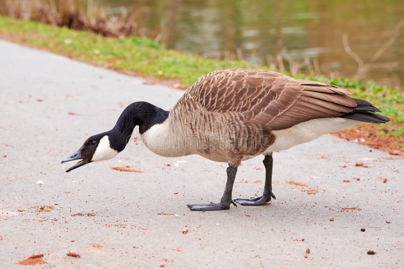 Canada Goose eating bread stock photo. Image of chicks - 307464998