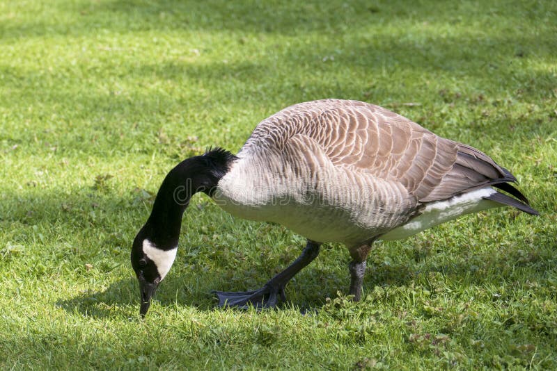 Canada Goose Eating Grass on a Meadow Stock Image - Image of goose ...