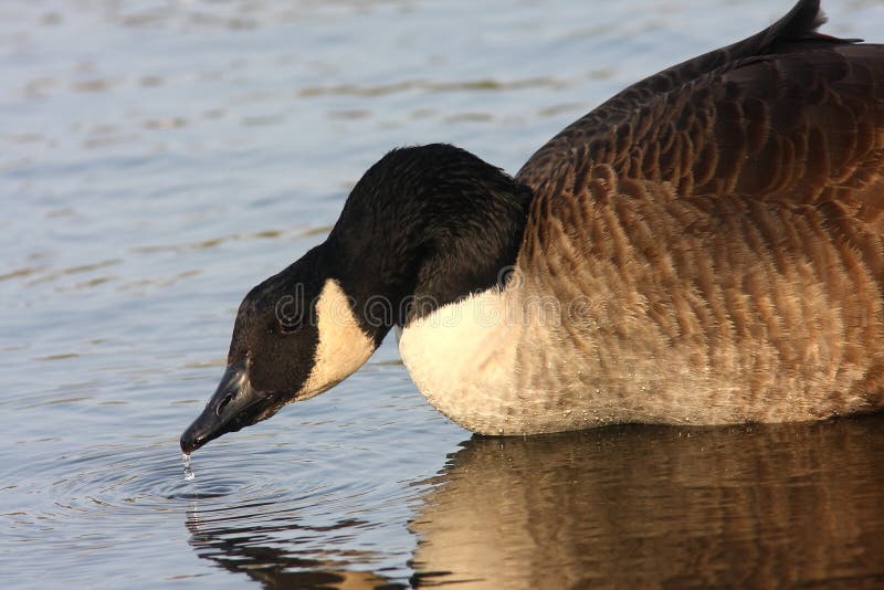 Canada Goose in Evening Light Stock Photo - Image of geese, feathered ...