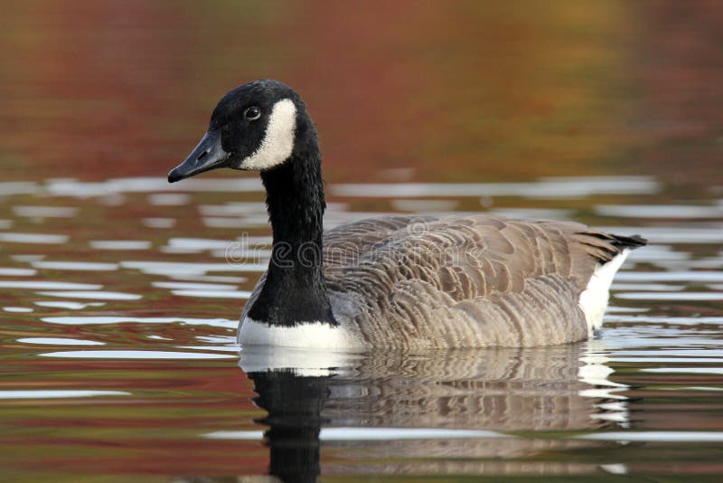 Canada Goose in Fall stock image. Image of reflected - 61484365