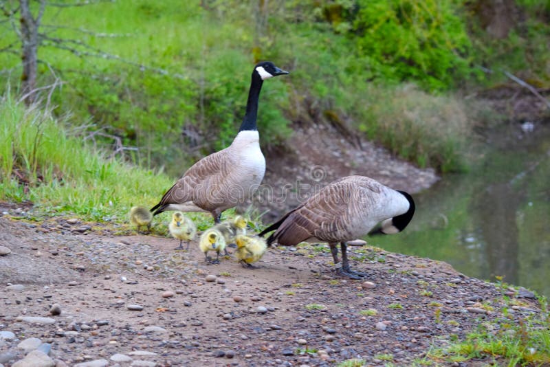 Canada Goose Spring Family 03 Stock Image - Image of young, spring ...