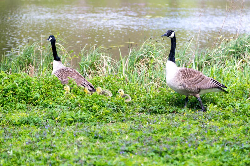 Canada Goose stock photo. Image of goose, newly, ripple - 53669002