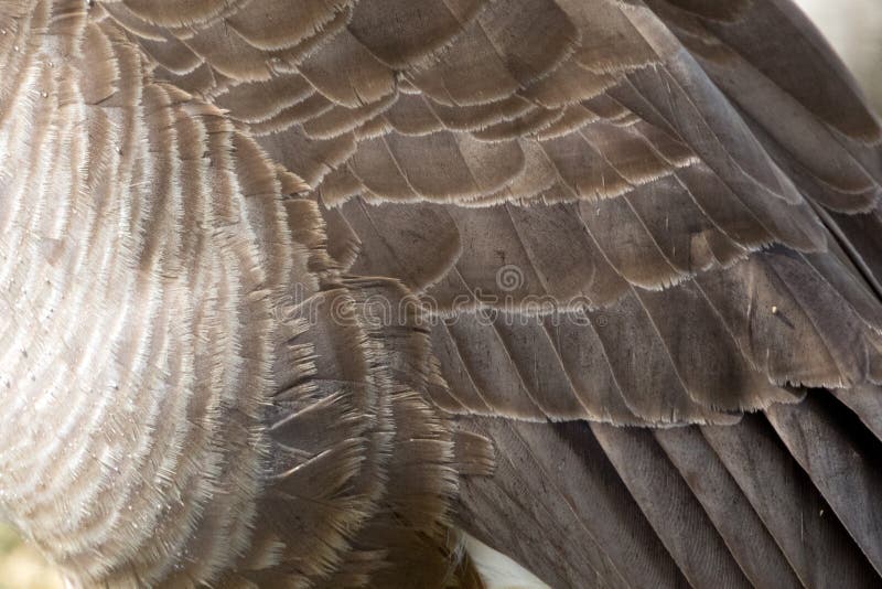Canada Goose Feathers Close Up Stock Image - Image of abstract, soft ...
