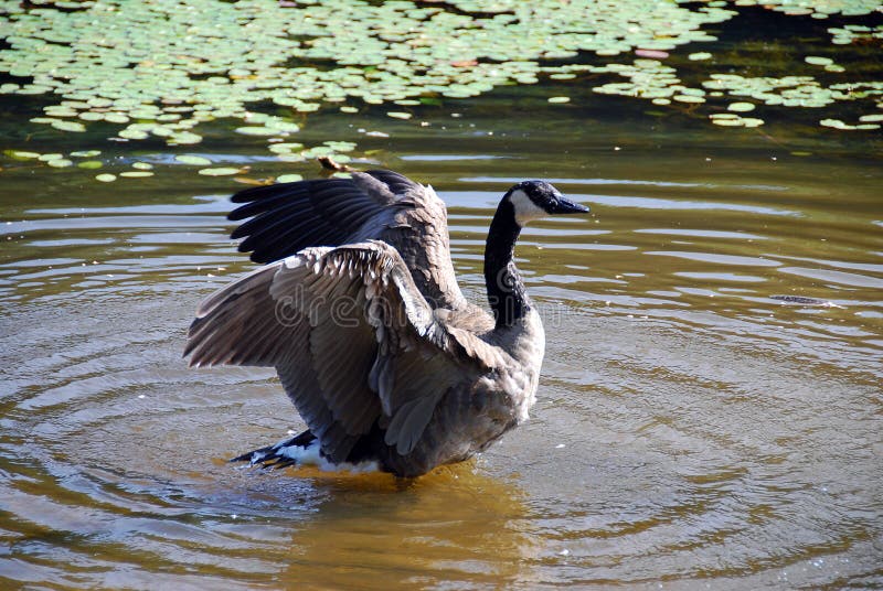 Canada Goose Flapping stock image. Image of fowl, pond - 10710351
