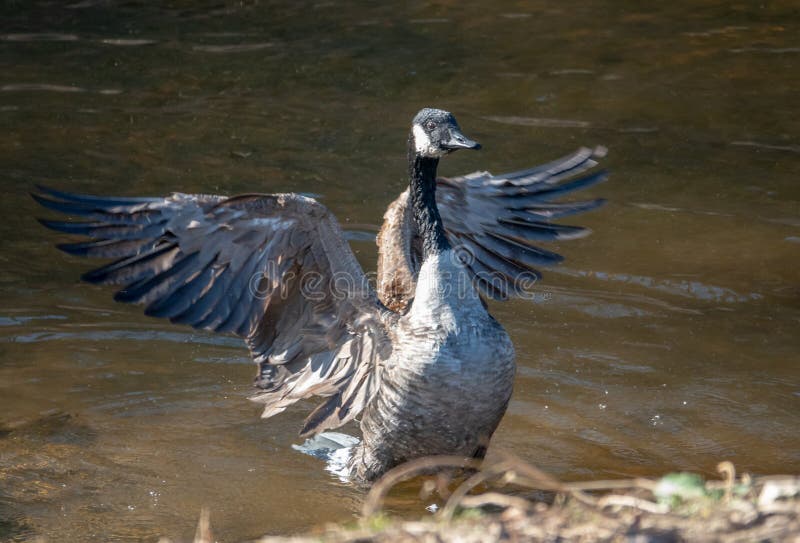 Canada Goose Flapping Its Wings Stock Image - Image of honker ...