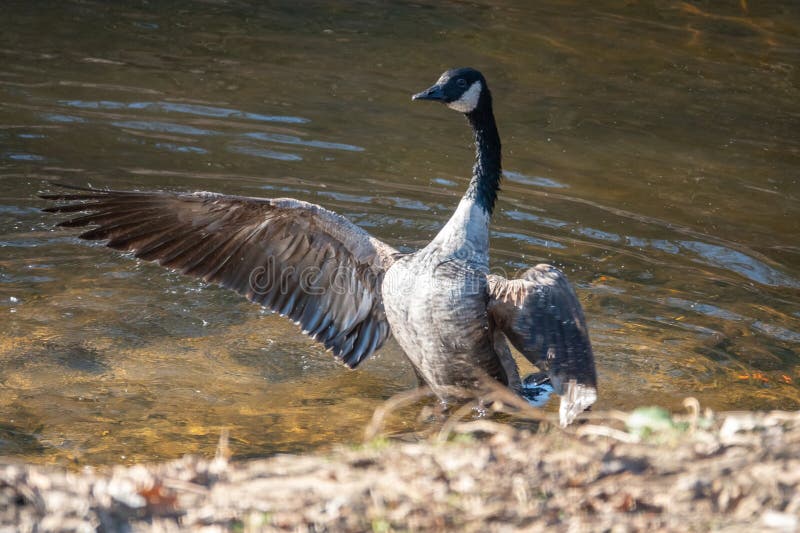 Canada Goose Flapping Its Wings Stock Image - Image of america, wings ...