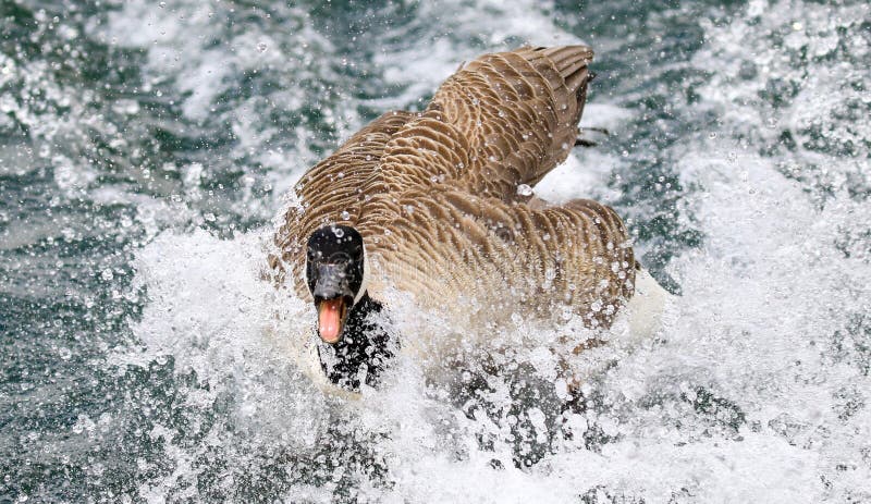 Canada Goose Flapping in Water Stock Image - Image of fowl, greylag ...