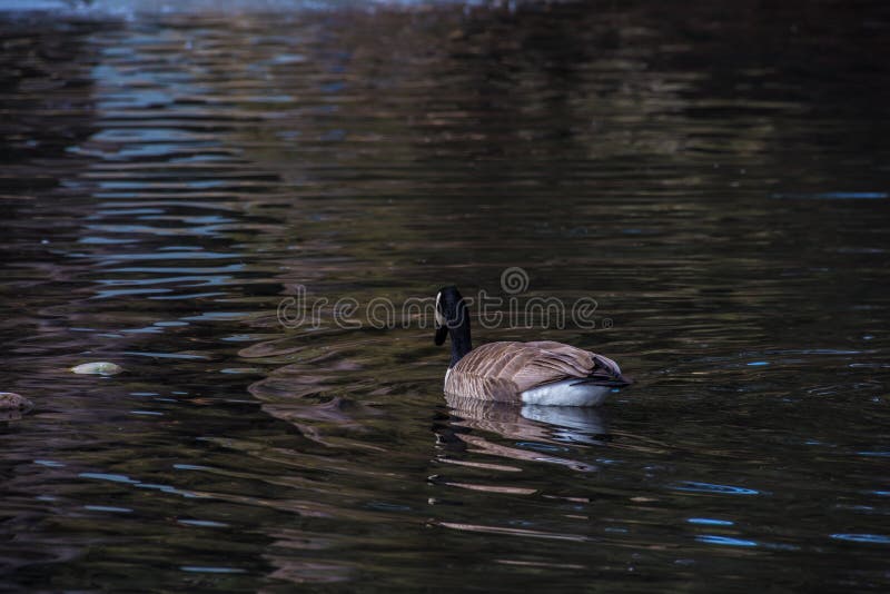 Goose floating in a Lake stock image. Image of couple - 129333077