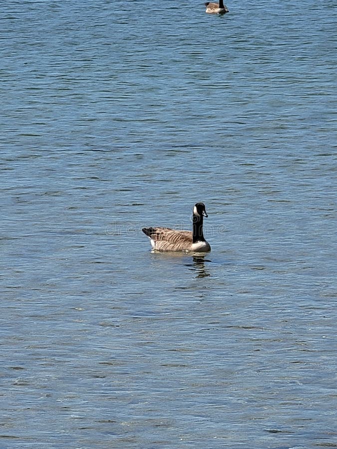 Goose floating in a Lake stock image. Image of couple - 129333077