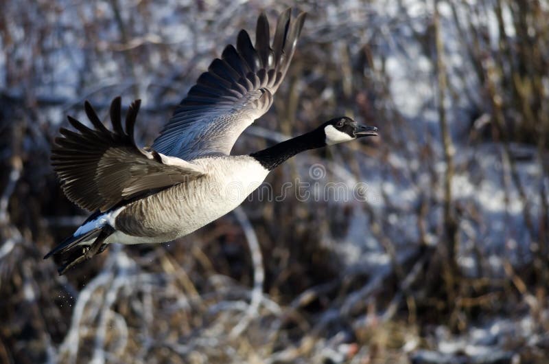 Canada Goose Flying Across the Snowy Winter Terrain Stock Image - Image ...