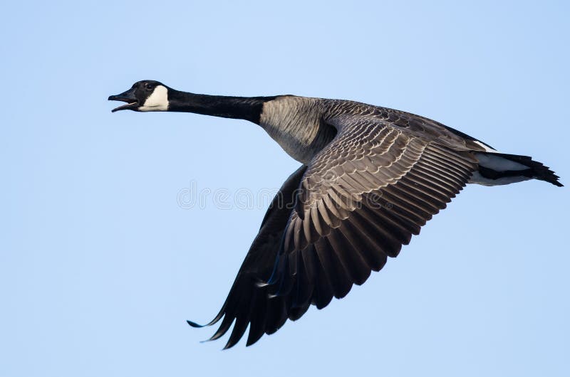 Canada Goose Flying in a Blue Sky Stock Photo - Image of canada, bird ...