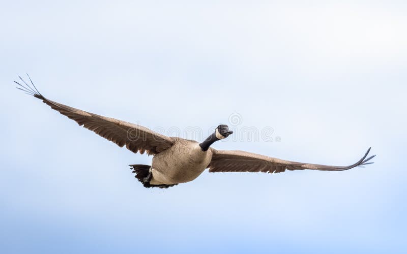 Canada Goose Flying in Blue Sky with Outstretched Wings Stock Image ...