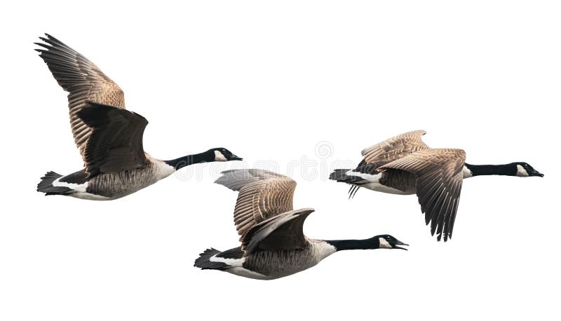 Canada Goose Flying in Group Stock Image - Image of flying, group: 38382753