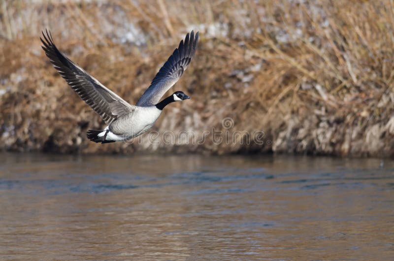 Canada Goose Flying Low Over the River Stock Photo - Image of aquatic ...