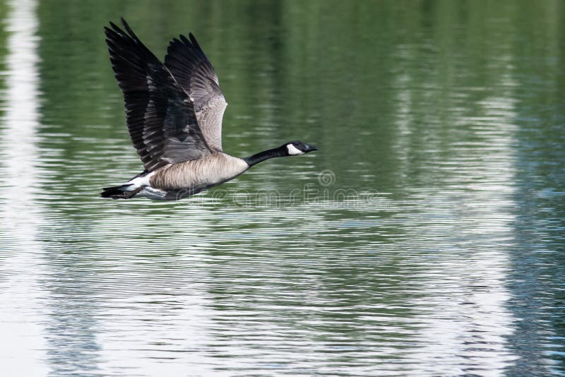 Canada Goose Flying Low Over the Water Stock Photo - Image of bird ...