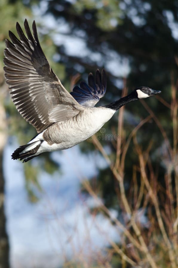 Canada Goose Flying Low Over the Wetlands Stock Photo - Image of flying ...