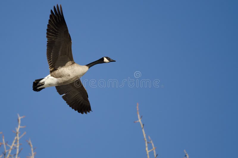 Canada Goose Flying Low Over the Winter Trees Stock Photo - Image of ...