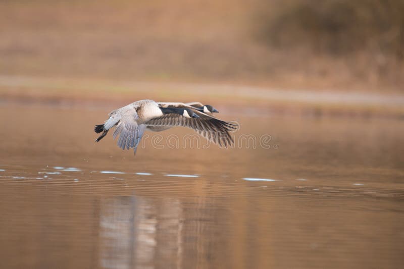 Canada goose flying stock image. Image of chick, gosling - 175690663