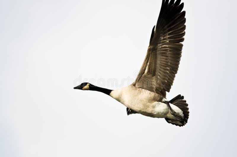 756 Canada Goose Flying White Background Stock Photos - Free & Royalty ...